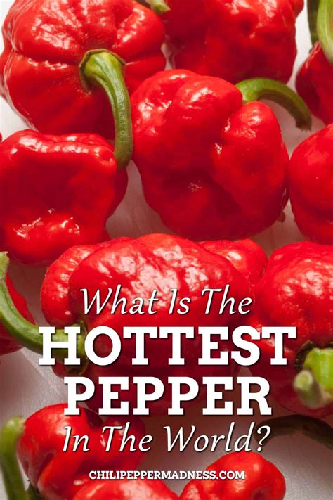 What Is The Hottest Pepper In The World Chili Pepper Madness
