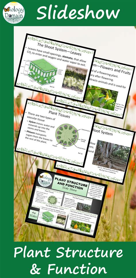 Plant Structure And Function Powerpoint Slideshow Plants Lesson Plans Plant Lessons Plant