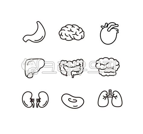 신체 내부장기 장기 내부기관 우리몸 사진이미지일러스트캘리그라피 다리파작가