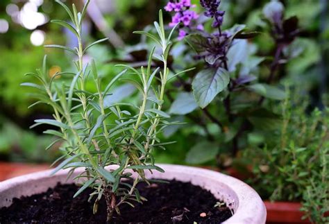 Odla Timjan Hemma En Guide Till Framgångsrik Kryddodling Tradgrdeng