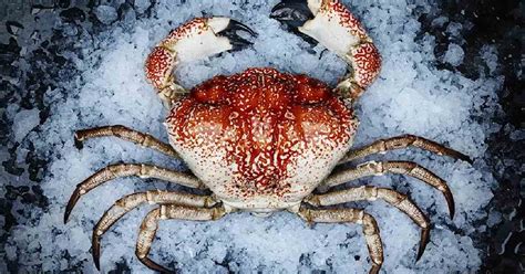 Top 10 Largest Crab Species In The World Freejobalertcom
