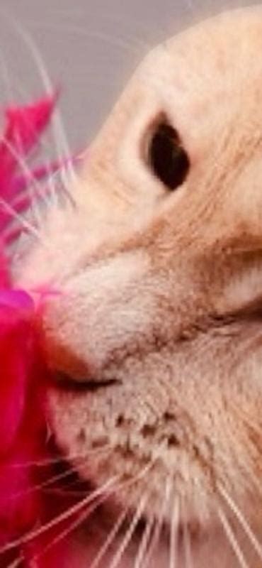 Catstages A Really Fungi Mushroom Kicker Catnip And Dental Toy For Cats