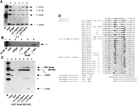The α Subunit Of E Coli Rna Polymerase Activates Rna Binding By Nusa