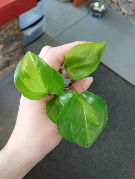 Successfully Proplifted This Beautiful Pothos With Very Faint Variegations What Variety Would