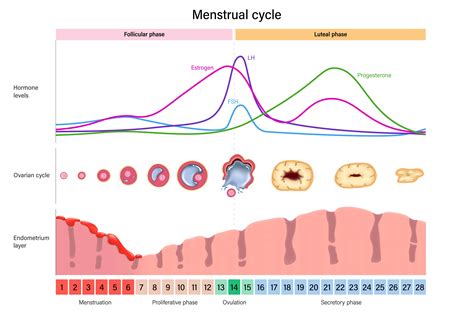 Menstrual Cycle Chart Hormones