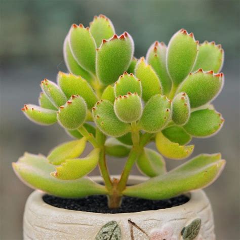 熊童子多肉植物盆栽老桩群生多头绿熊掌超萌室内高档花卉防辐射虎窝淘