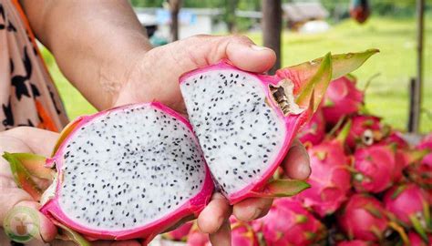 How To Cut A Dragon Fruit Easy Steps And Tips