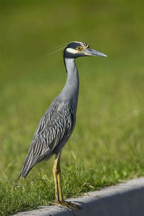 Stalking The Yellow Crowned Night Heron