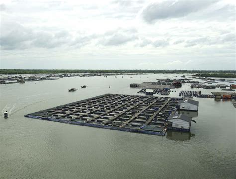 Algae Cultivation Via A Novel Photobioreactor And Harvest Apparatus For