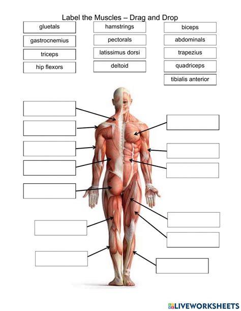 Label The Muscles Drag And Drop Worksheet Worksheets Library