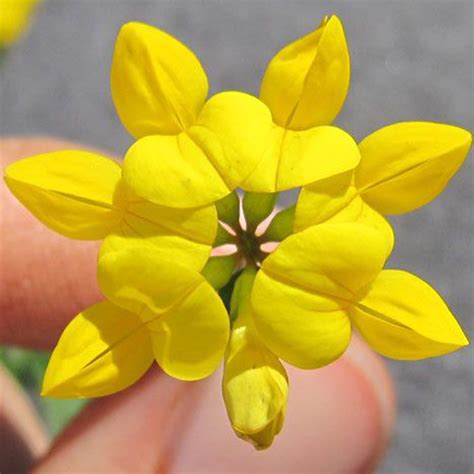100 Birds Foot Trefoil Seeds Welldales