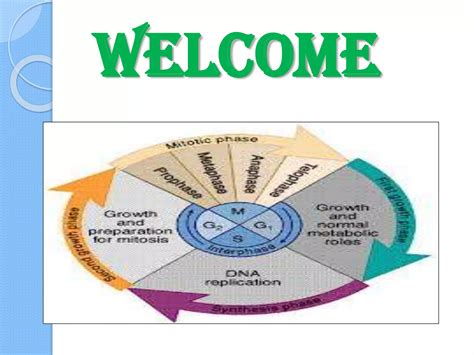 Cell Cycle And Its Check Points And Regulation PPTX