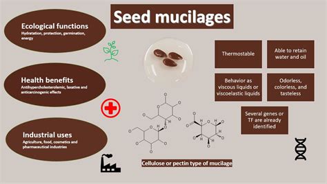 Nutraceuticals Free Full Text Plant Seed Mucilage—great Potential
