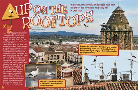 European White Storks Nwf Ranger Rick