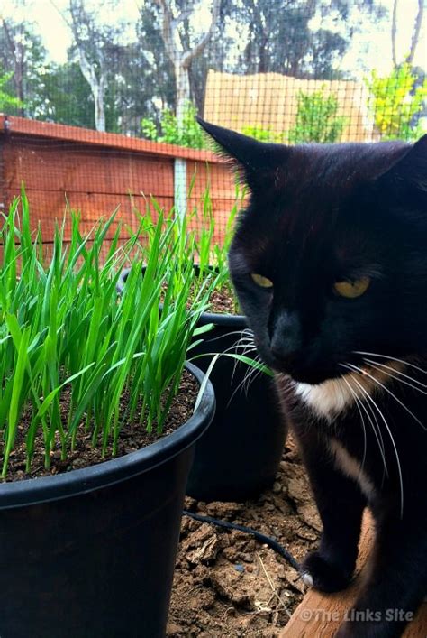 Cat Grass Tree