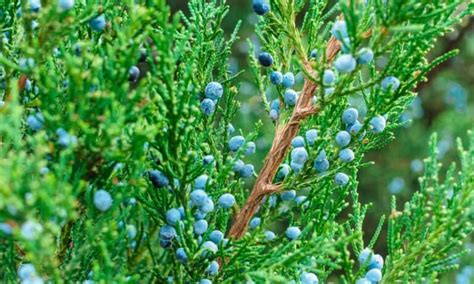 Arborvitae Vs Juniper What Are The Differences A Z Animals