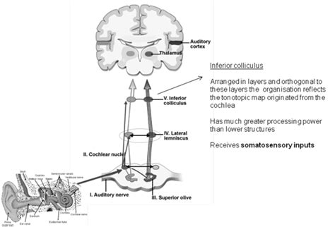 Inferior Colliculus Performs Early Integration With The Visual System