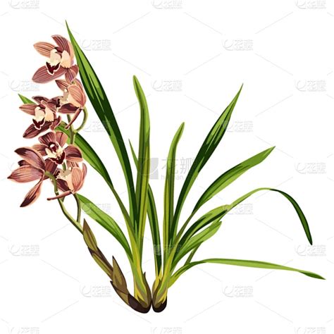 叶子绘画插图白色背景花序茎根部开花植物热带的花分离着色绿色图片绿树图片素材 花瓣网