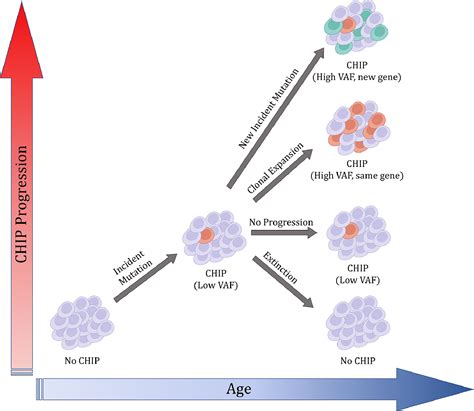 Clonal Hematopoiesis Of Indeterminate Potential And Cardiovascular