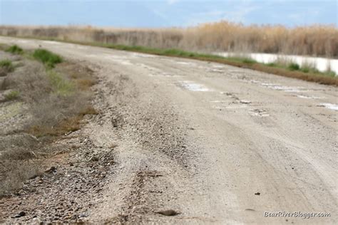 Watch Out For Killdeer Nests This Summer On The Bear River Bird Refuge
