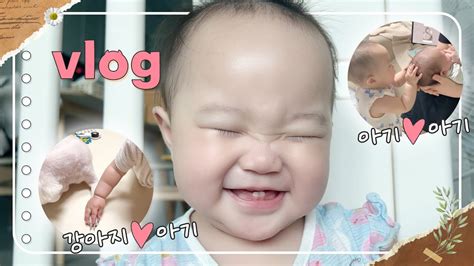 Vlog 10개월 아기 강아지 짝사랑하는 아기🐶🩷👶 Youtube