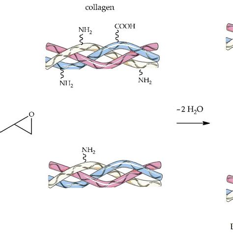 Schematic Representation Of The Genipin Crosslinking Reaction
