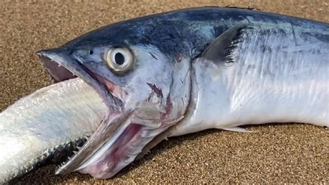 Catch Sea