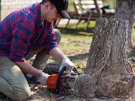 Remove A Tree Stump Painlessly In Salt Lake Utah Rent A Monkey Tree Service