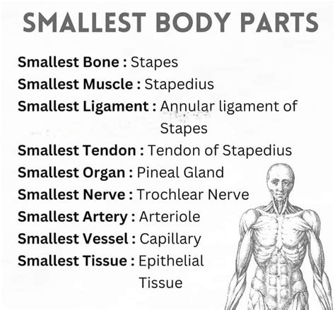 Smallest Body Parts Artofit