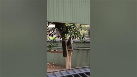 코알라 유칼립투스 먹는 모습 Youtube