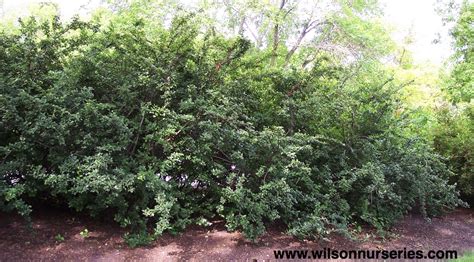 Peking Cotoneaster Wilson Nurseries