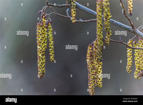 Small Branch Of Black Alder Alnus Glutinosa With Male Catkins And