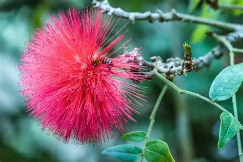 25 Common Types Of Flowers In Hawaii Pictures Hawaii Bird Guide