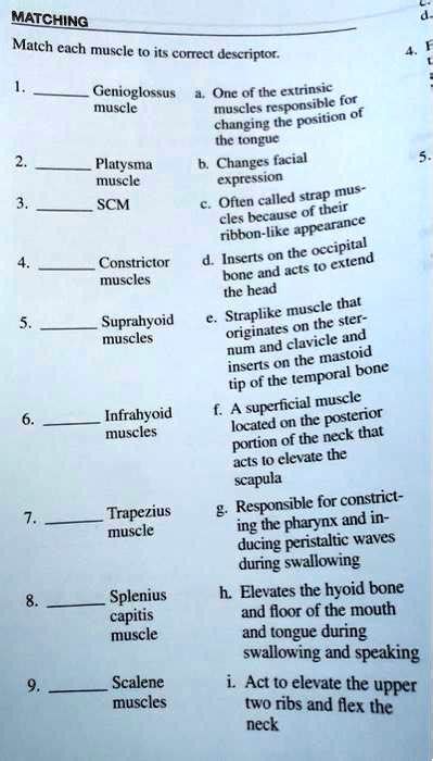 Oral Pharynx Palate Elevates
