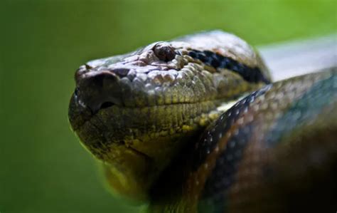 Reticulated Python Profile Reptile Craze