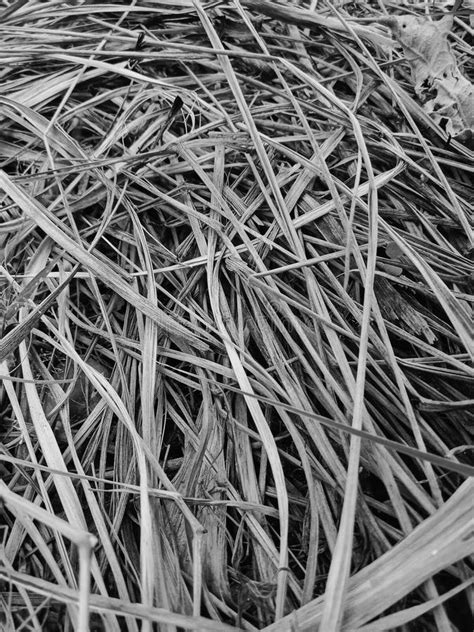 Straw Grass In The Field 01 Stock Image Image Of Harvest Wind 282676329