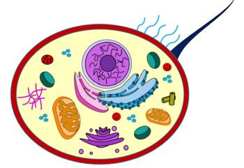 Cells Clipart In Biology Project Cover Page