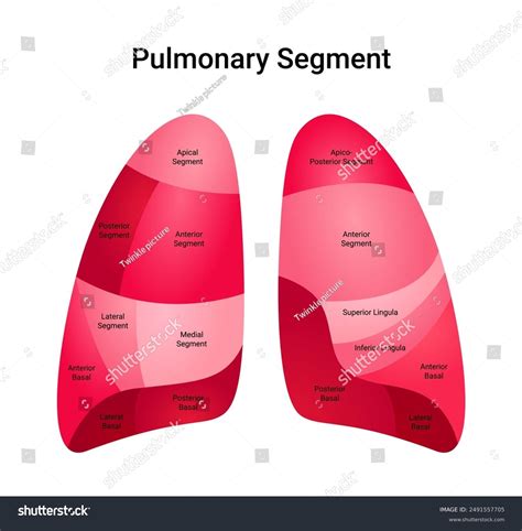Bronchopulmonary Lung Segment Anterior View Stock Vector Royalty Free