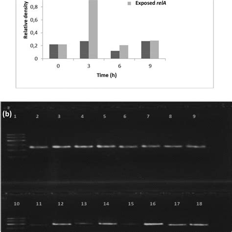a relative density of cdna amplicons of rela under a static magnetic