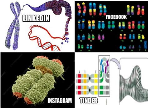 Best R Genetics Images On Pholder So Would The Kid Be The Result Of Double Second Cousins