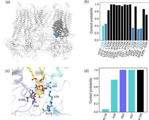 Spatial Distribution Of The Residues Most Often In Contact With L0 Loop