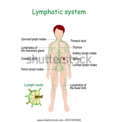 림프계림프장비장 흉선 림프선 림프절 시스테르나 체일리가 스톡 벡터로열티 프리 2015104868