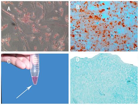 Multidirectional Differentiation Of Bmscs Culture Of Bmsc Under Download Scientific Diagram