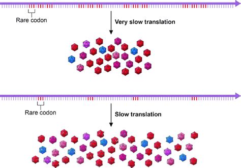 Codon Usage Driven Capsid Folding The Occurrence Of Clusters Of Rare Download Scientific