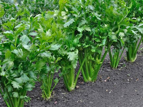 What Does A Celery Plant Look Like Citizenside