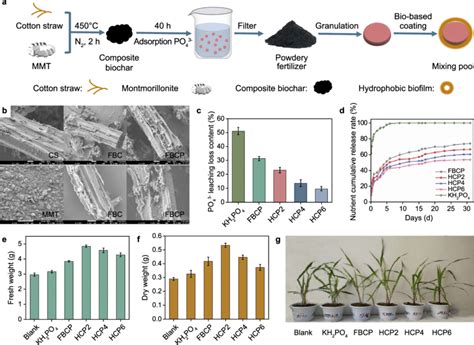 A Schematic Of The Synthesis Of Biofilm Coated Biochar Based Srfs B Download Scientific