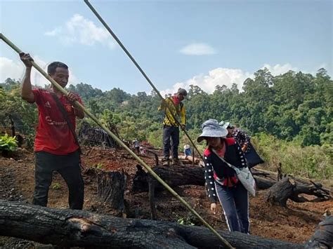 Myanmarnationalpost မက်မန်းမြို့၌ တောင်ယာမိုးစပါးများ အောင်မြင်စွာ စိုက်ပျိုးဖြစ်ထွန်း