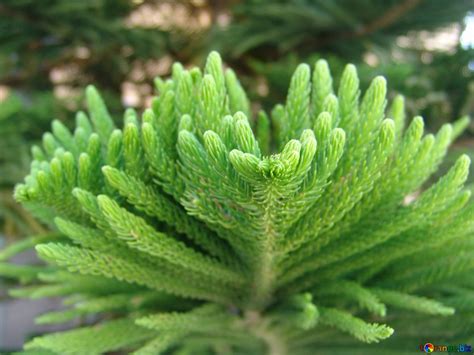 Хвойное растение с мягкой хвоей 69 фото