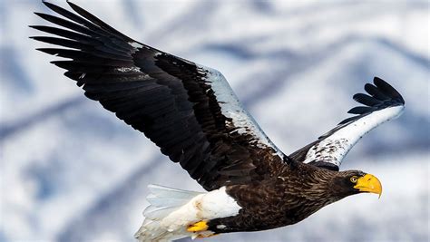Stellers Sea Eagle Zoo Boise