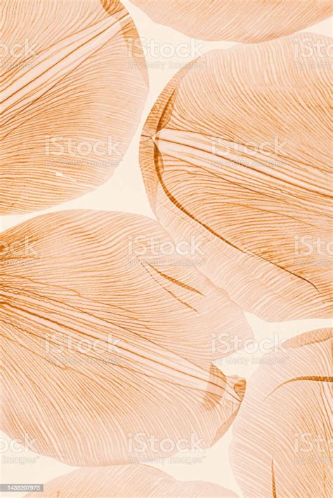 건조한 꽃잎의 자연 패턴 자연스러운 질감을 가진 투명한 잎 또는 스크린 용 벽지 매크로 텍스처 해골 꽃잎 자연의 흑백 미적 아름다움 10월에 대한 스톡 사진 및 기타 이미지